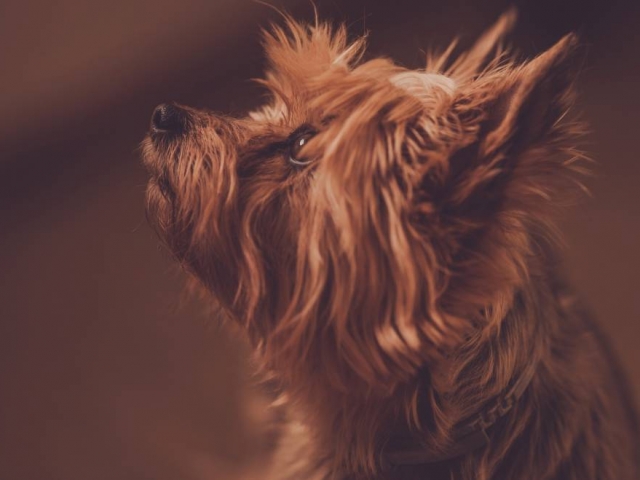 Happyland For Pets – Hunde- & Assistenzhunde-Training